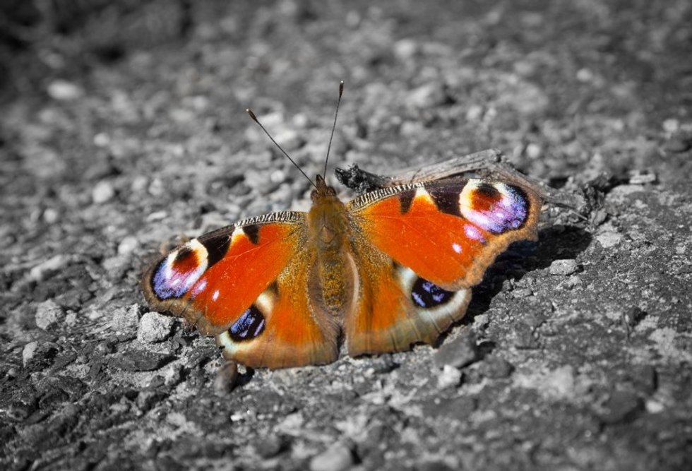 The Butterfly Project's Defense Against Self-Harm