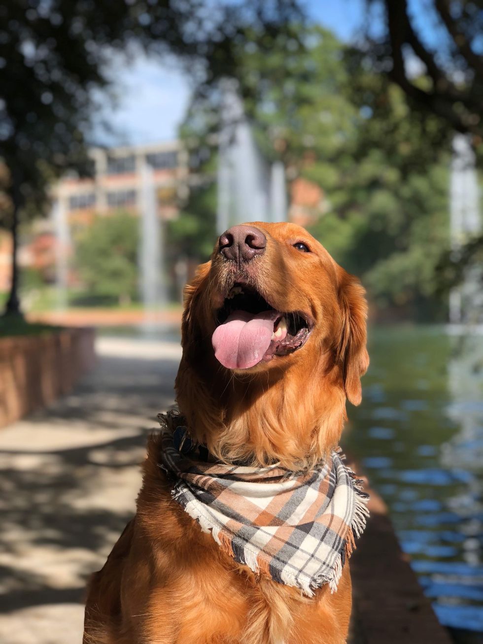 10 Things Service Dog Owners Are Begging You To Understand