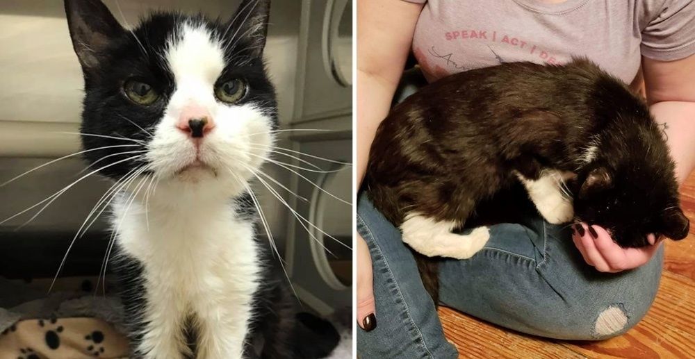 20-year-old Cat Finds Someone to Love After Being Given Up to Shelter ...