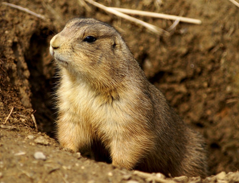 Utah Residents Take on Rodents - In Their Front Yards and in Washington ...