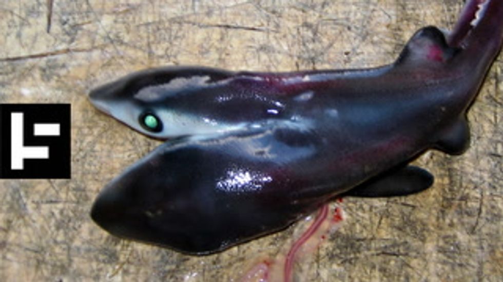 Watch: Two-headed sharks are mysteriously appearing in our oceans ...
