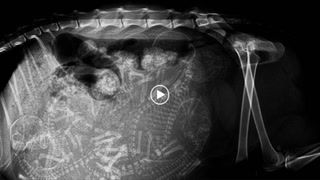 WHOA! - 10 incredible X-rays of pregnant animals - TheBlaze