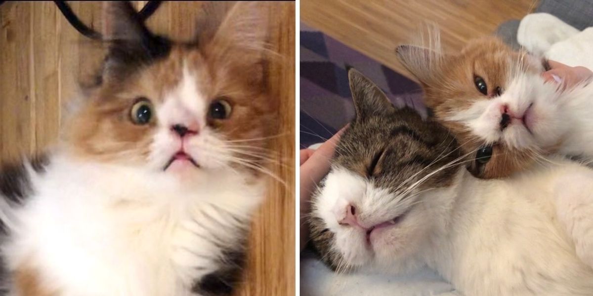 Cat Finds Another Kitty Who Shares Same Unusually Perfect Face - She ...
