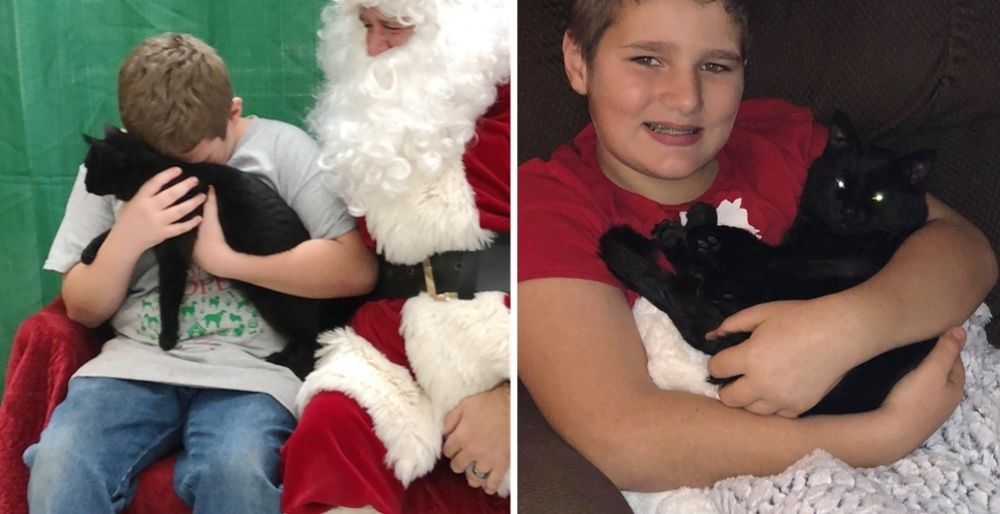 Kitten Befriends Young Shelter Volunteer and Makes His Dream Come True ...