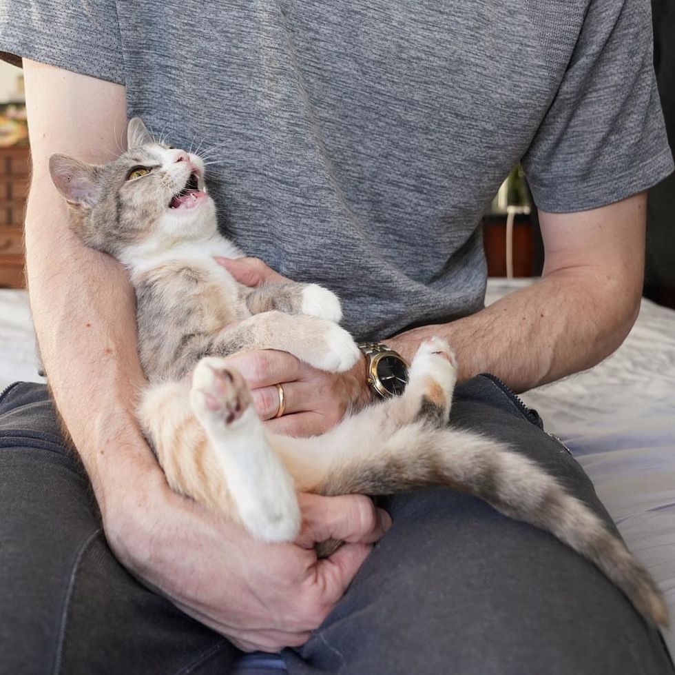 Man Saves Kitten with Wounded Leg, the Kitty Clings to Him and Won't ...