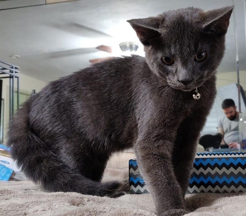 Stray Kitten Follows Man in Parking Lot and Won't Let Him Go Without ...