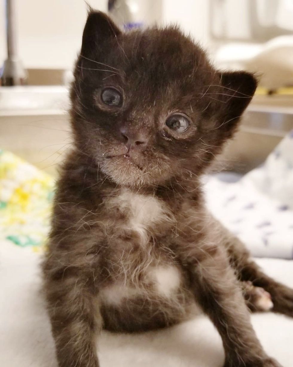 No One Expected this Kitten to Live - But Someone Gave Him A Chance ...