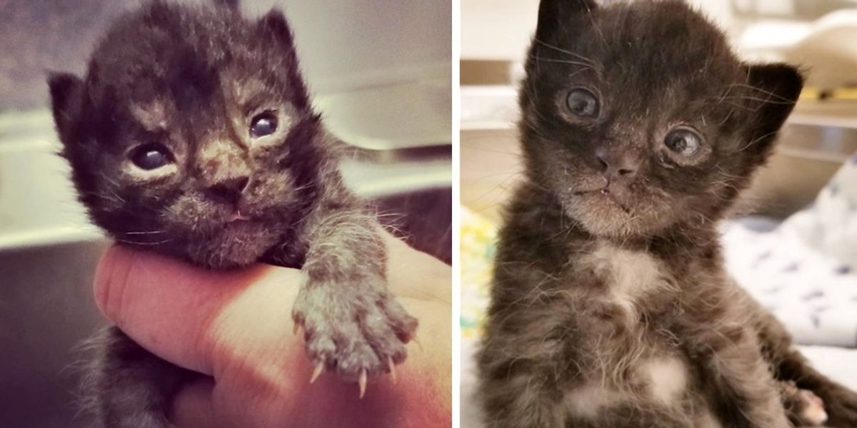 No One Expected this Kitten to Live - But Someone Gave Him A Chance ...