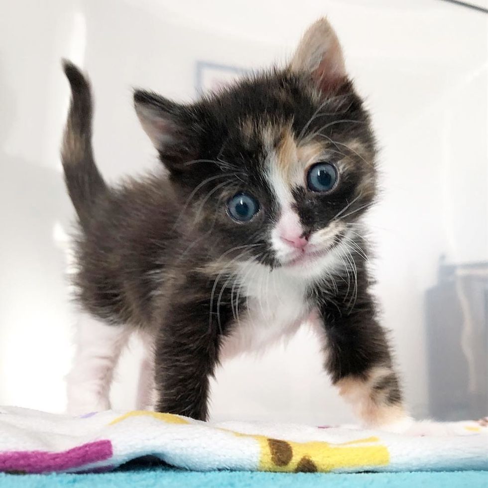 Kitten Gets Her Smile Back After Rescuers Saved Her from the Street ...