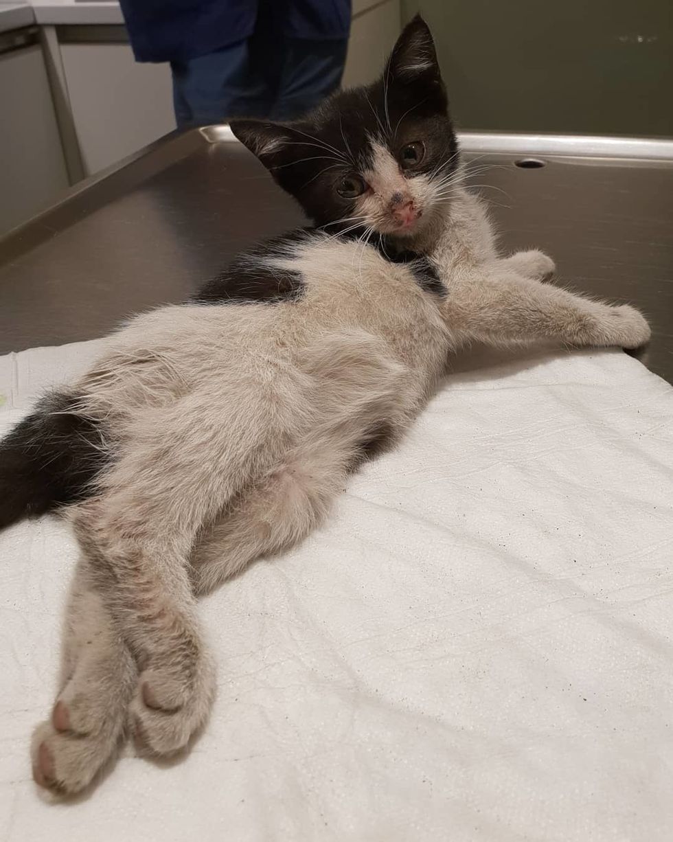 Pianist Saves Kitten Who Couldn't Use Her Legs, and Helps Her Get Back ...