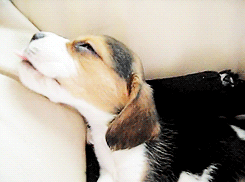 9-best-dog-breeds