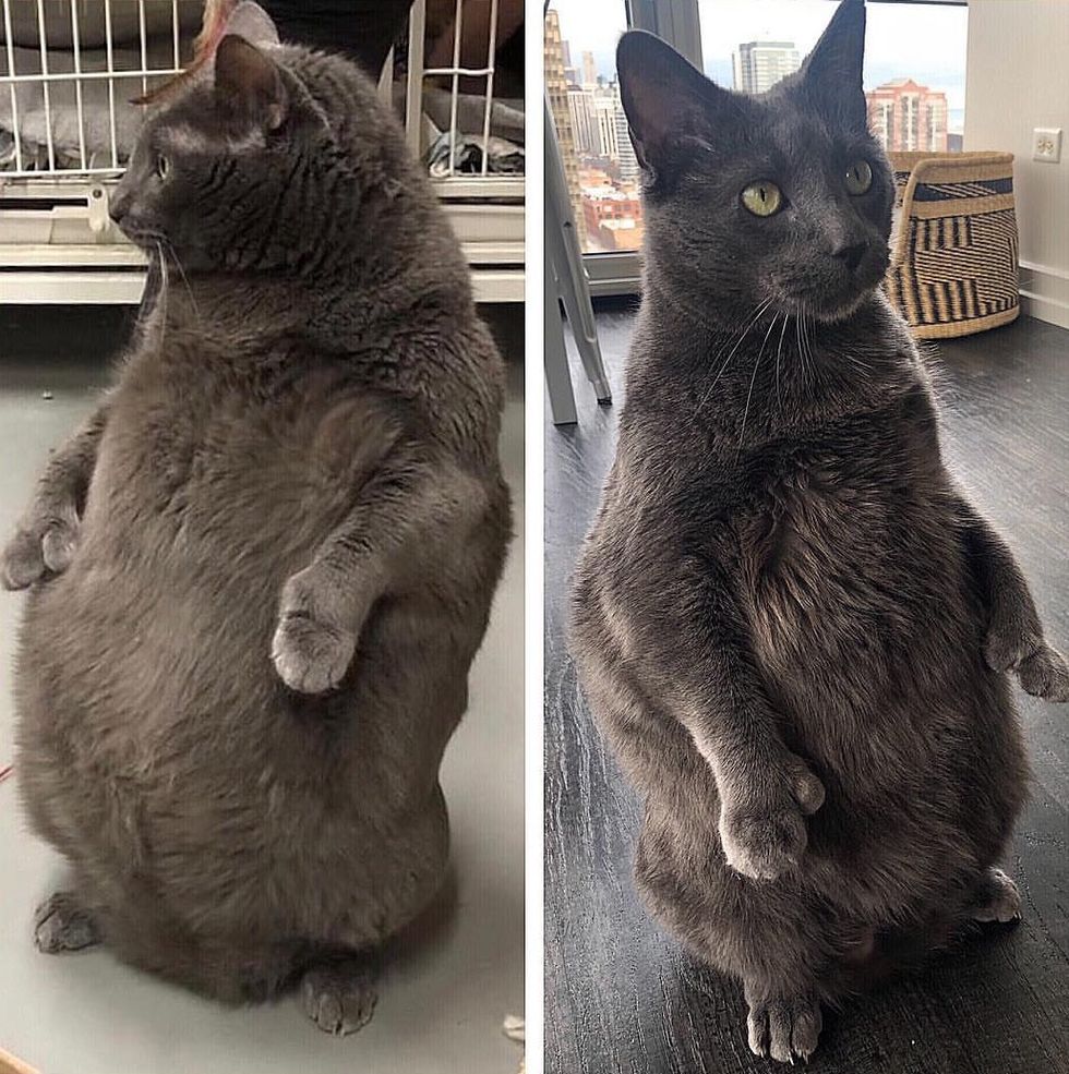 Cat Who Loves to Stand Like a Human, Achieves Nearly 20% Weight Loss ...