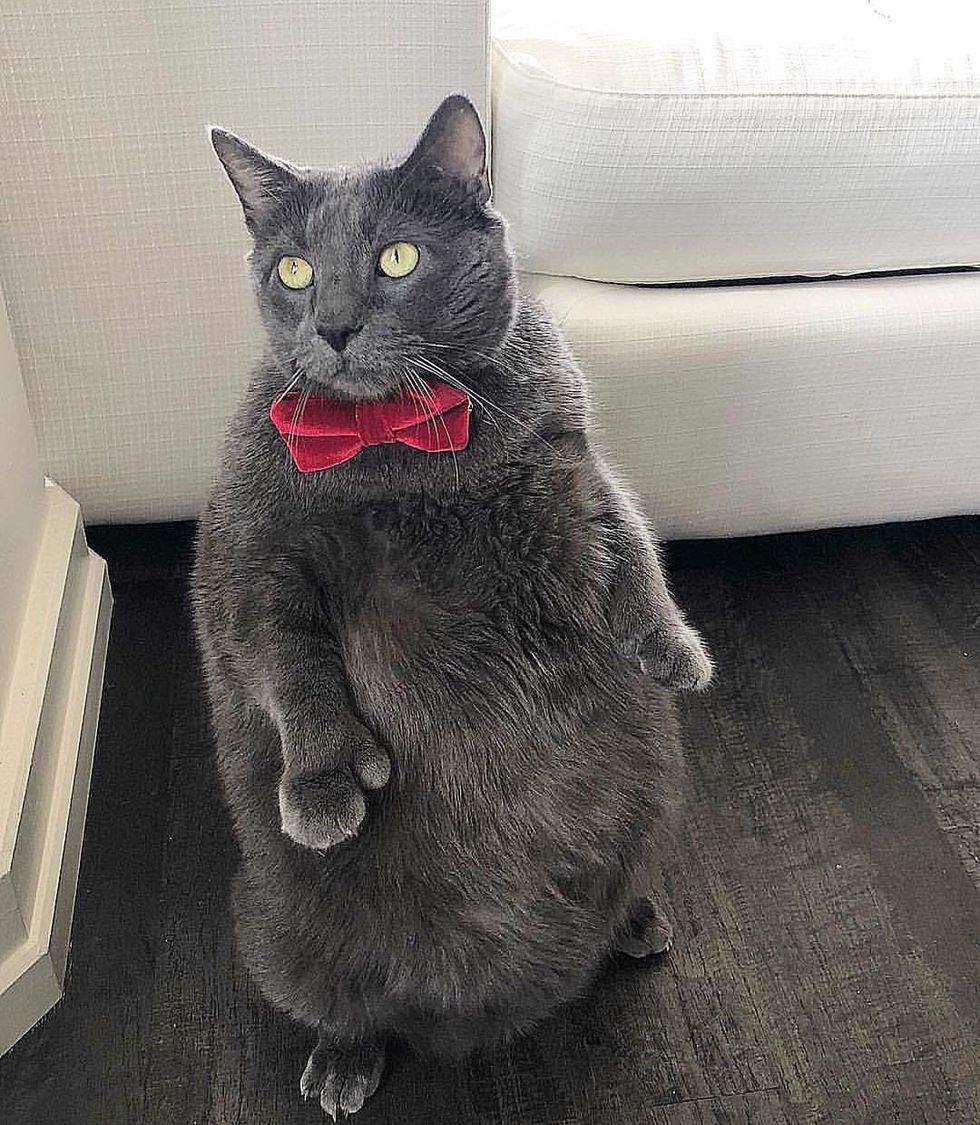 Cat Who Loves to Stand Like a Human, Achieves Nearly 20% Weight Loss ...