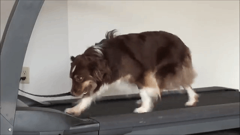 10 Reasons Australian Shepherds Are The Best Dogs
