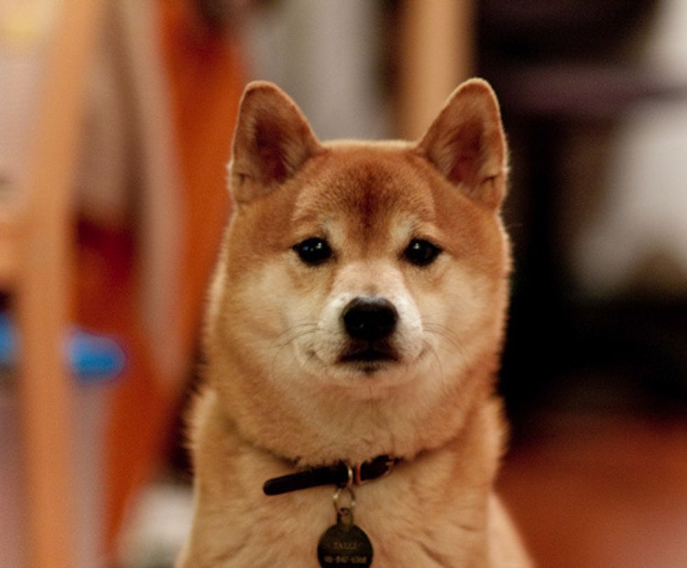 Tofu-Chan Will Make Your Day