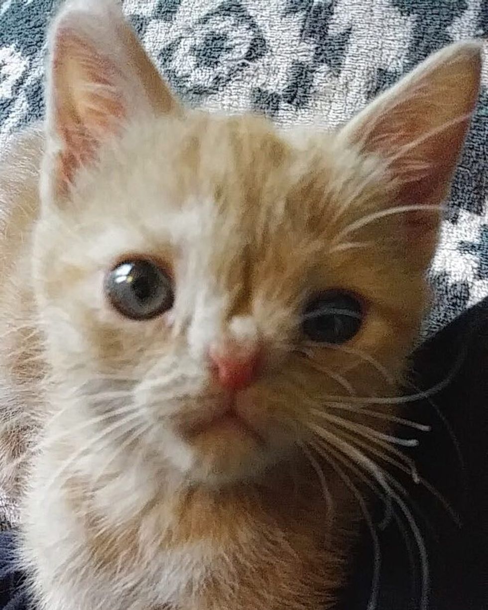 Woman Saved Kitten Born Special and Tried to Find Her Home But the ...