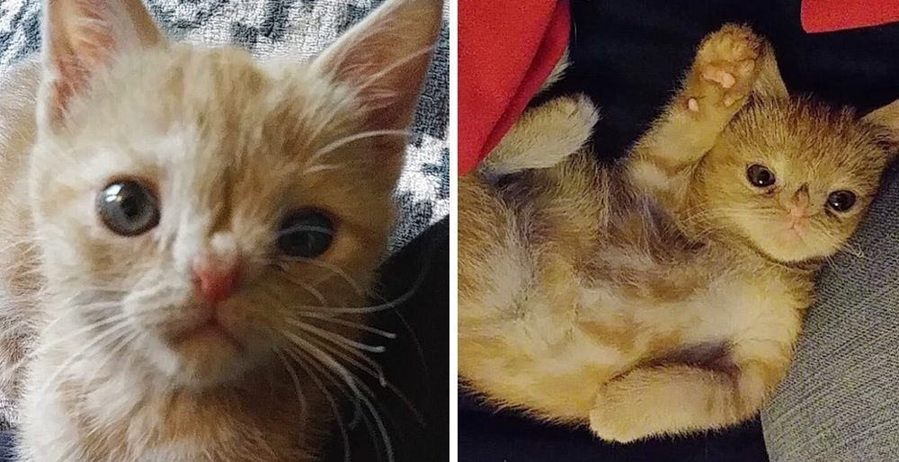 Woman Saved Kitten Born Special and Tried to Find Her Home But the ...