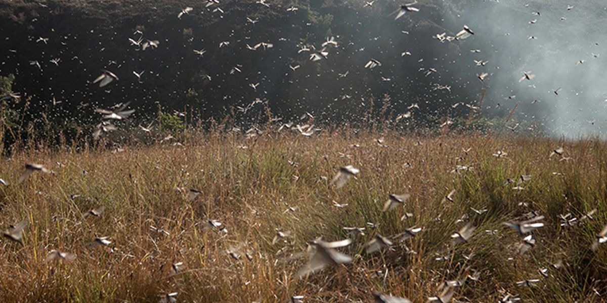 Massive locust swarm strikes Mecca, insects cover mosque and Muslim ...