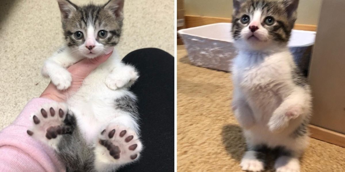 Cat Gets Help for Her Kittens All Born with Large Feet, Twisted Legs ...