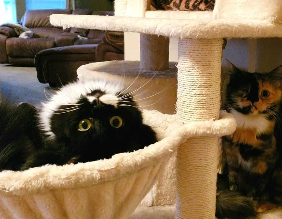 Kitten Tilts Her Head Permanently, Finds Someone She Loves and Won't ...