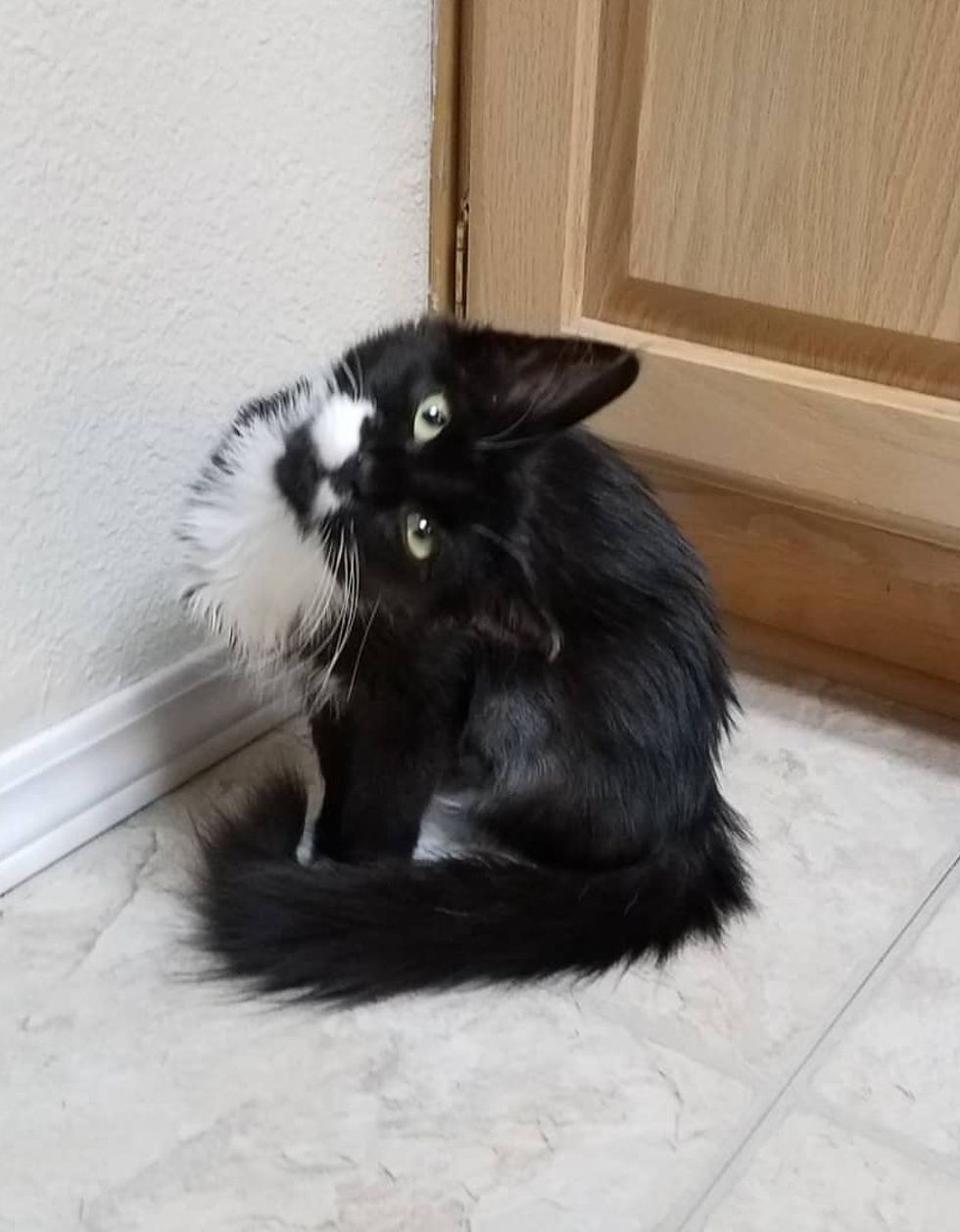 Kitten Tilts Her Head Permanently, Finds Someone She Loves and Won't ...