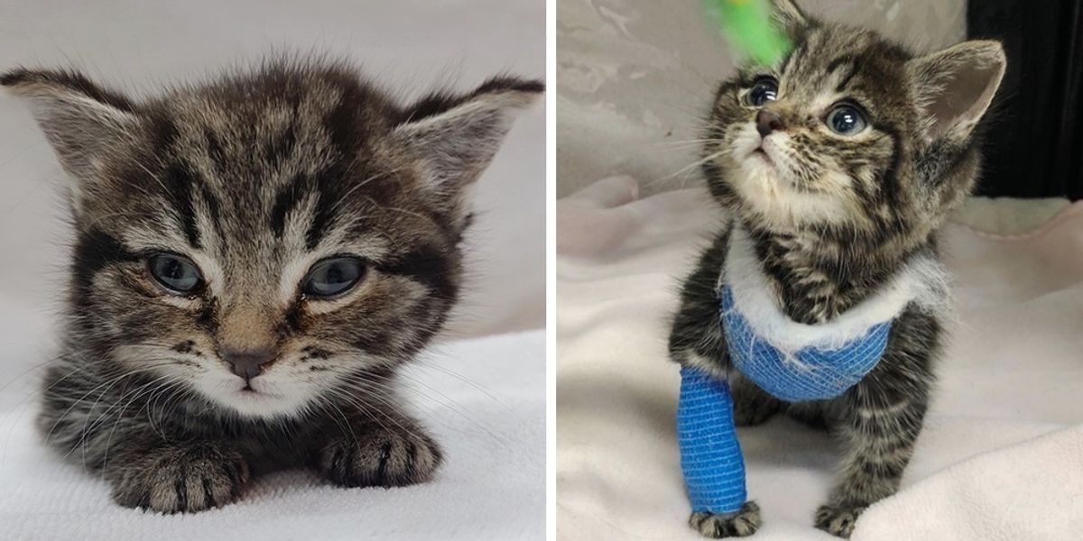 Kitten Found Freezing in Park, Brought Back from the Brink and Gets ...