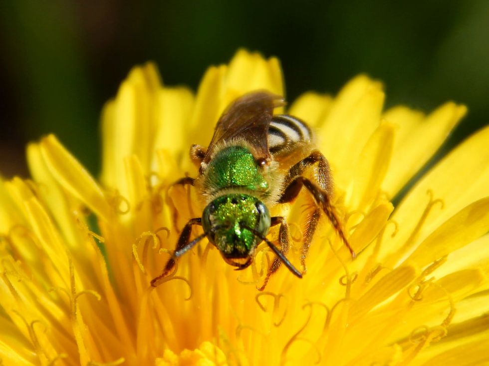 The 10 Most Common Bees, Ranked By Cuteness