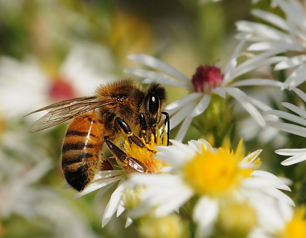 The 10 Most Common Bees, Ranked By Cuteness