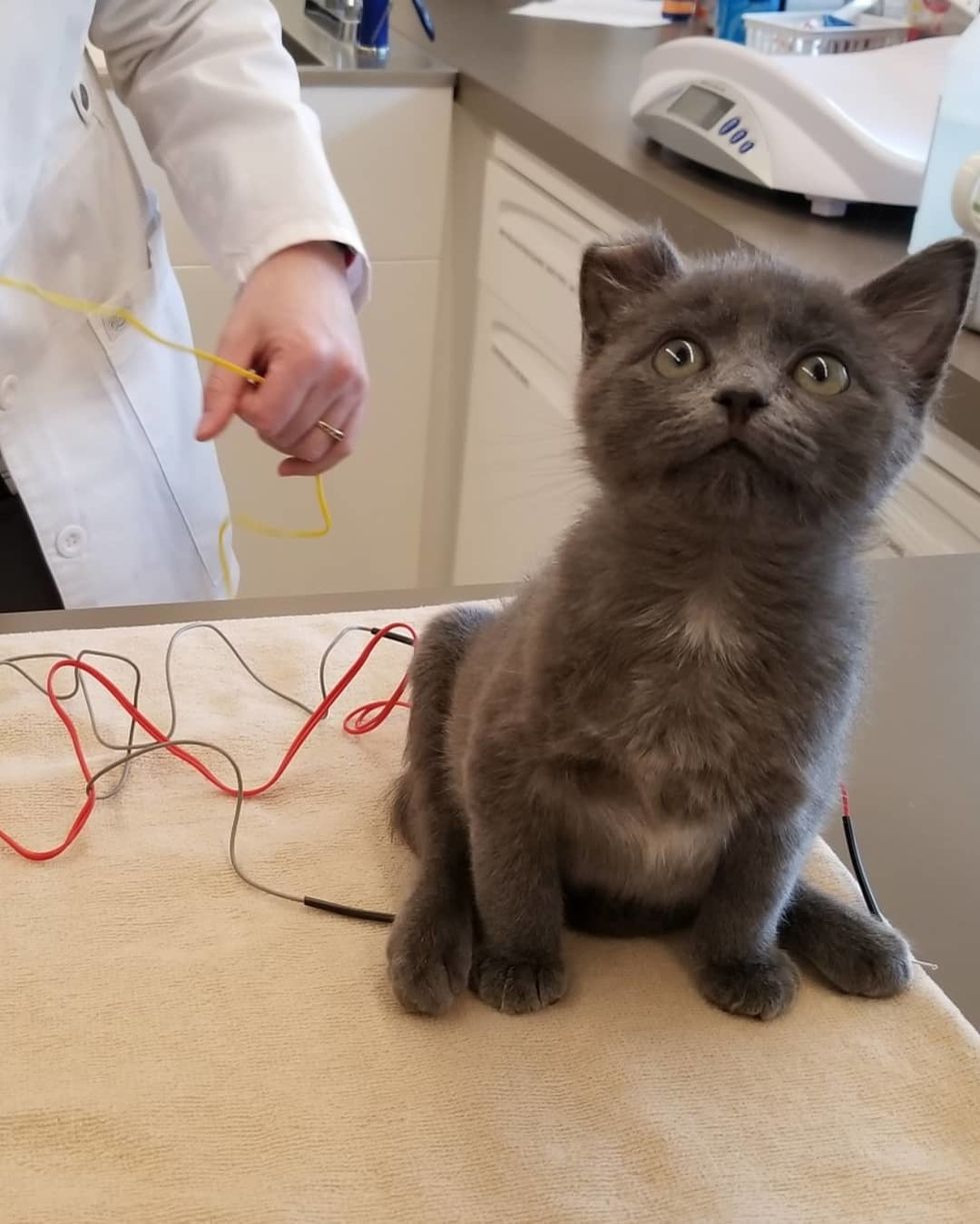 Kitten Who Couldn't Use His Back Legs, Can Feel His Toes Again - Love Meow