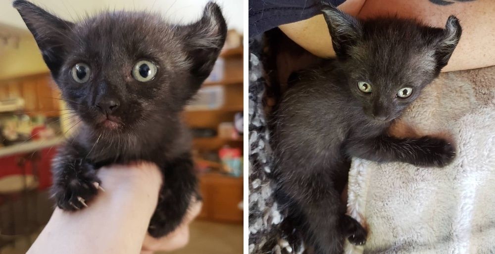 Woman Saves Kitten from Car Engine and Brings Him Back from the Brink ...