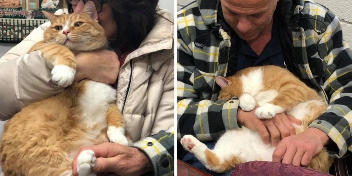 Cat Who Was Rejected for Being a Lap Cat, Finds Family that Loves Him ...