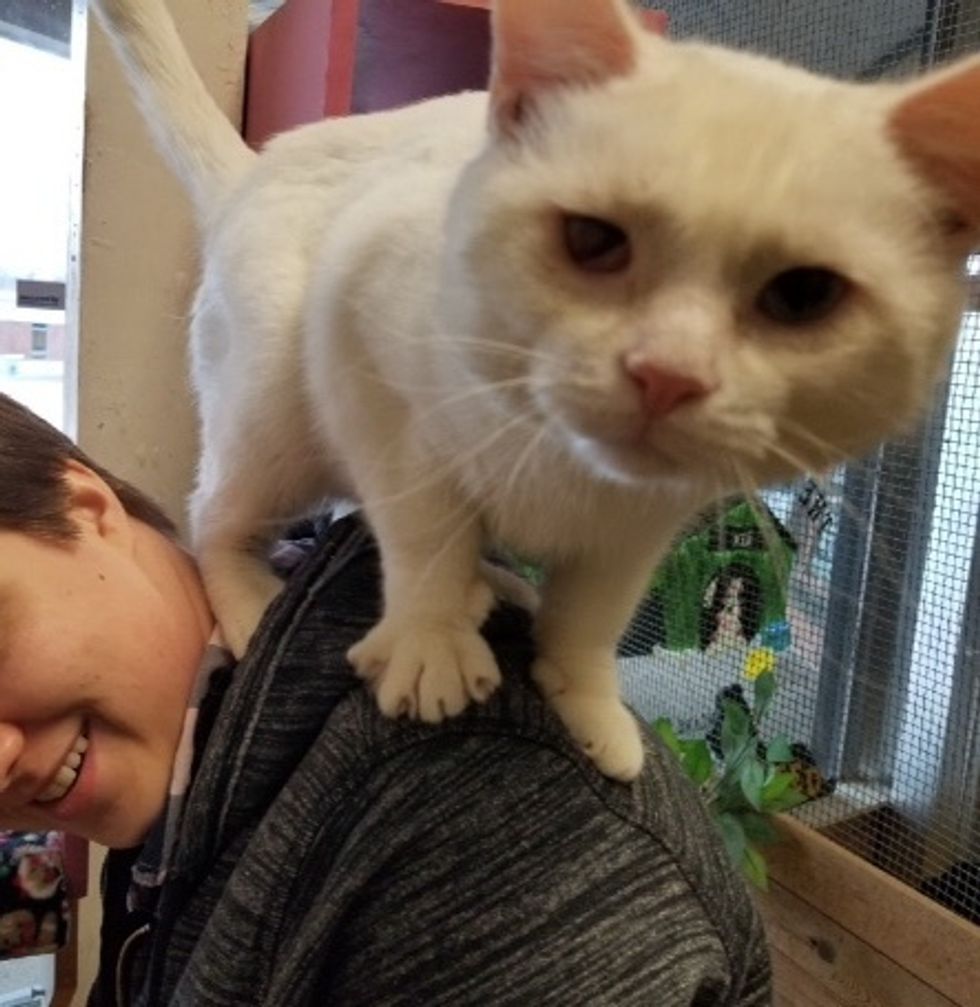 Couple Went to See Cats and Kittens But Ended Up Being Chosen by This ...