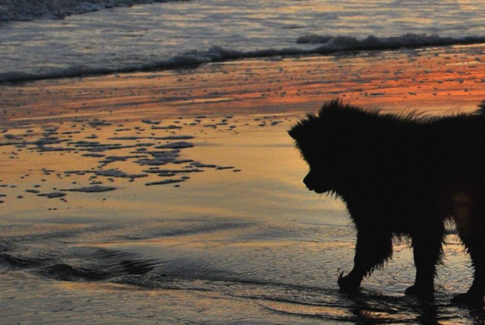 Adorable dog with no nose and crooked teeth needs a forever home - It's ...