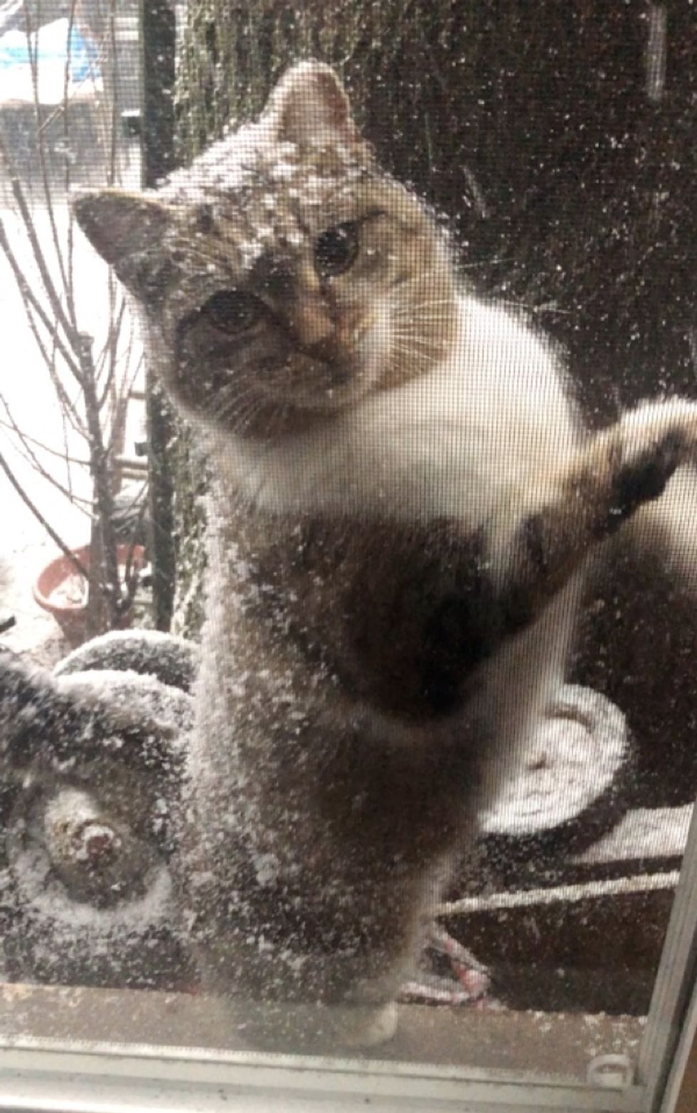 Stray Cat Left Her Kittens to Couple for Help and Came Back During ...