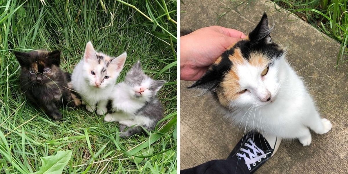 Stray Cat Walks Up to Rescuer and Leads Her to Her Kittens Who Need ...
