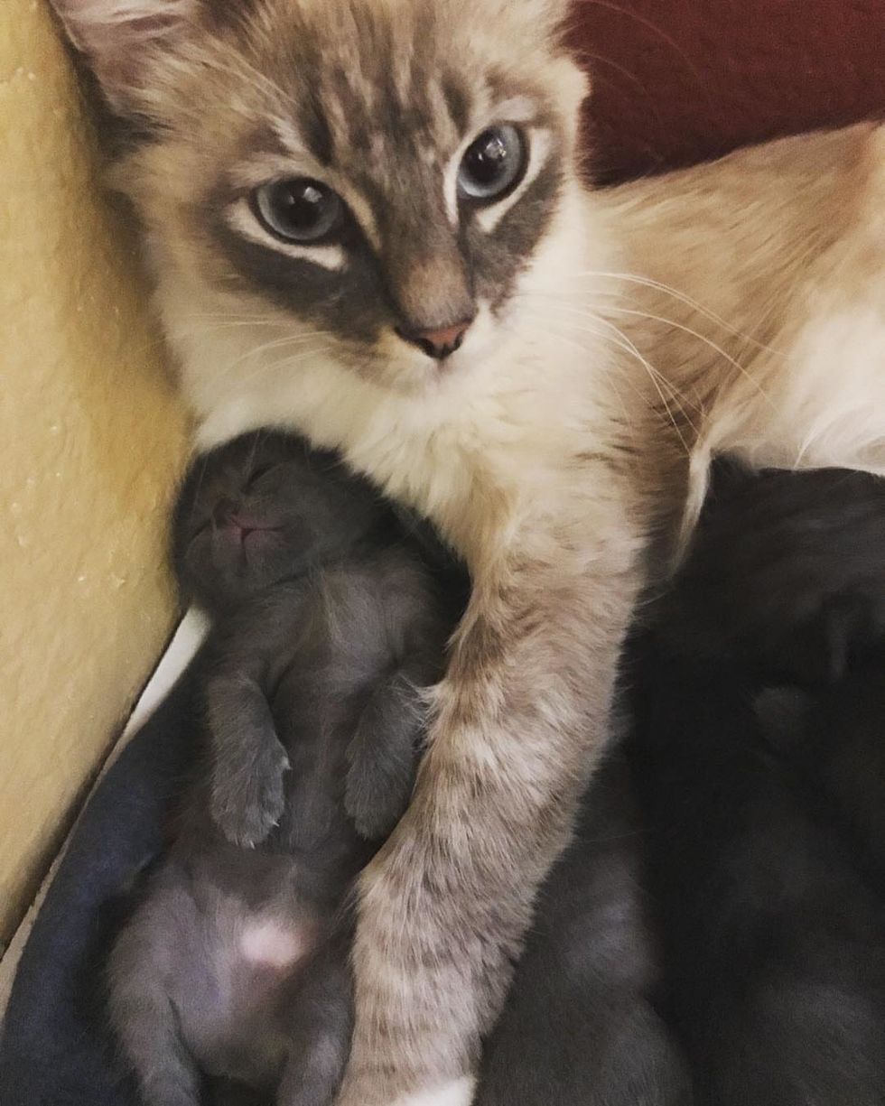 Stray Cat Walks into Family's Home to Have Kittens When She Knows They ...