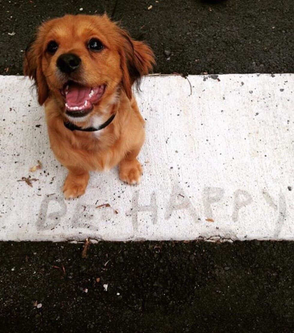 Your Best Friend Should Have Four Paws And A Wagging Tail.