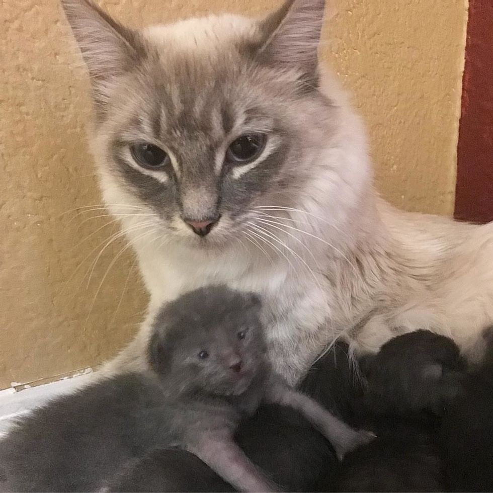 Stray Cat Walks into Family's Home to Have Kittens When She Knows They ...