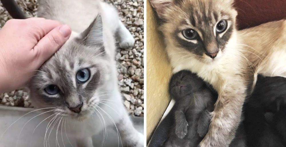Stray Cat Walks into Family's Home to Have Kittens When She Knows They ...