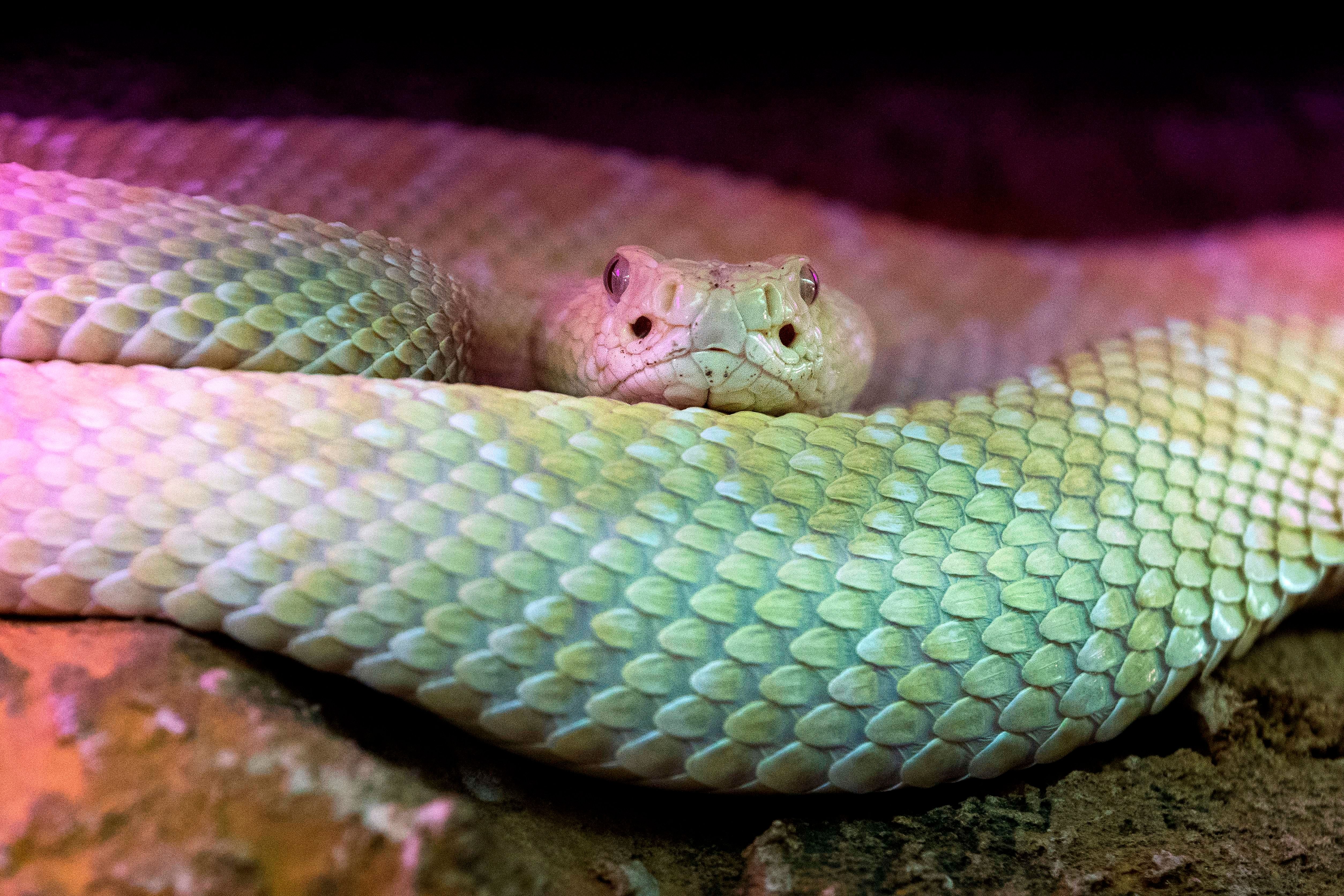 Unseasonable snakes are already out, and we're not okay with it - It's ...