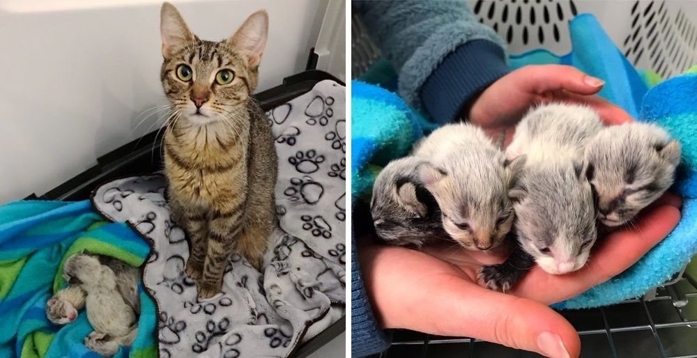 Shelter Cat Gets Help for Her Newborn Kittens When Someone Saves Them ...