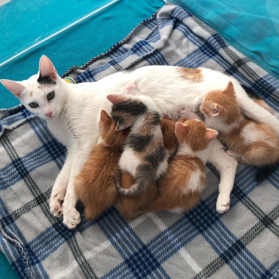 Shelter Cat Finds Help for Her Newborn Kittens - a Foster Home Turns ...