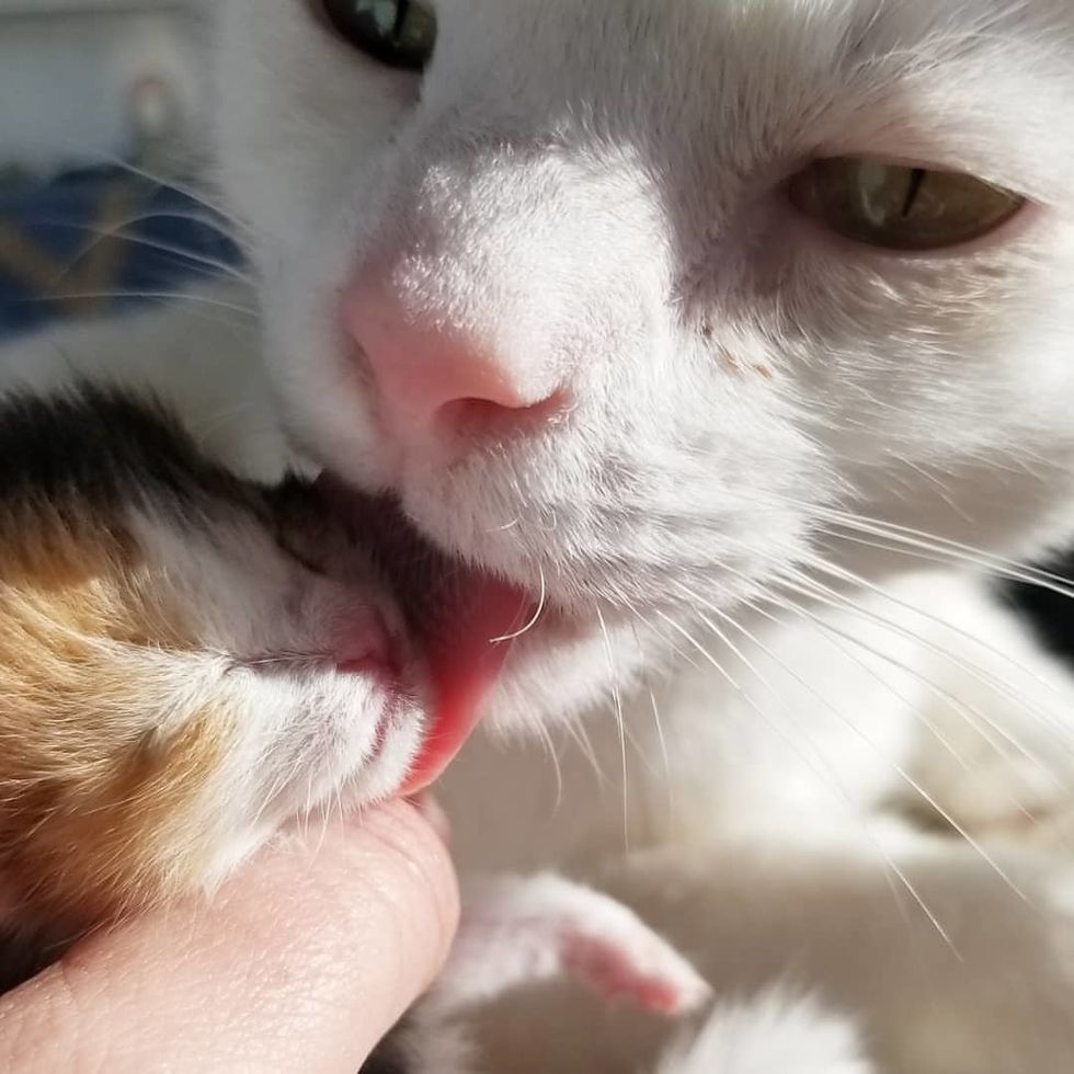 Cat Becomes Dad to Orphaned Kitten Who Lost Her Family, and Helps Save ...