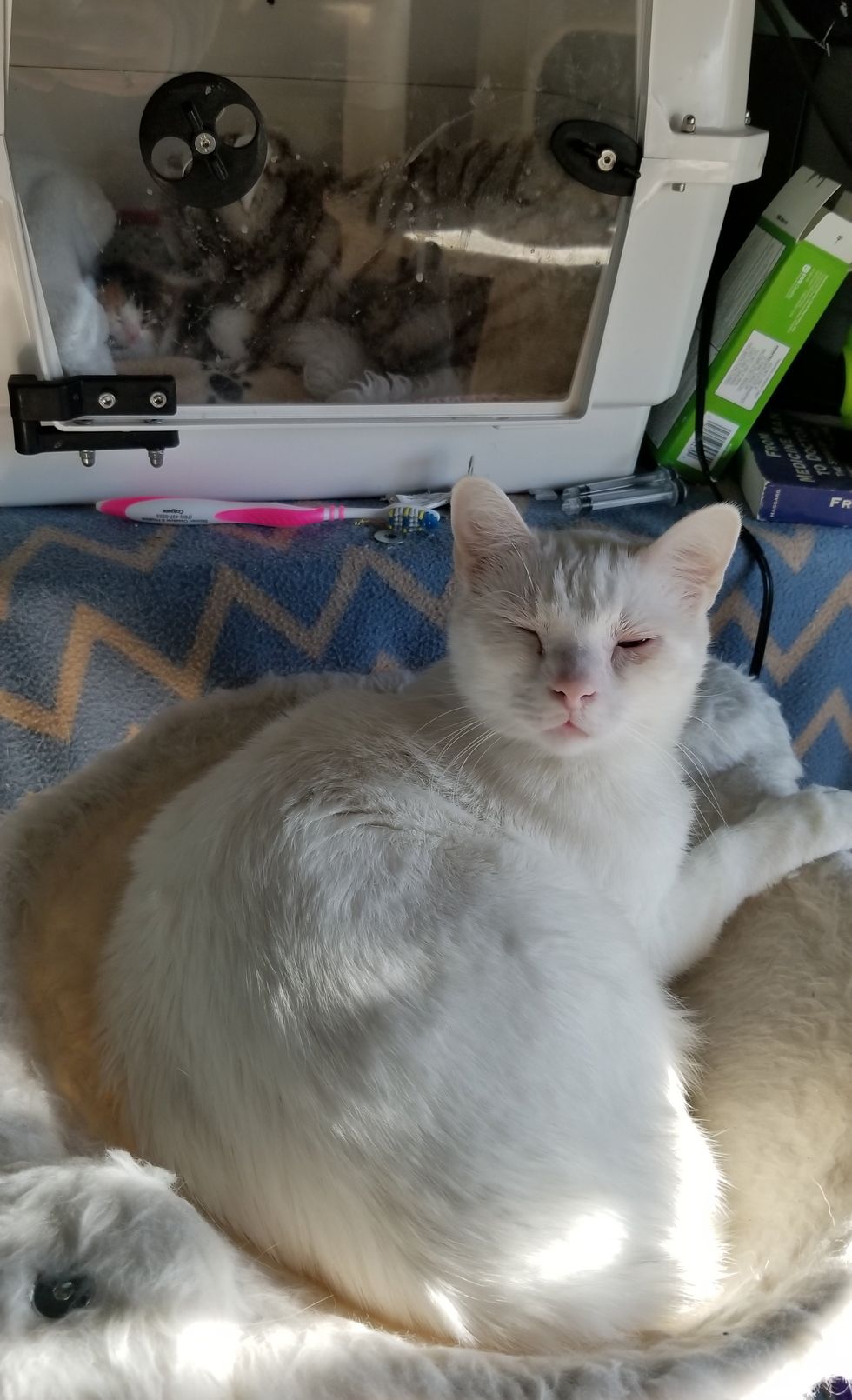 Cat Becomes Dad to Orphaned Kitten Who Lost Her Family, and Helps Save ...