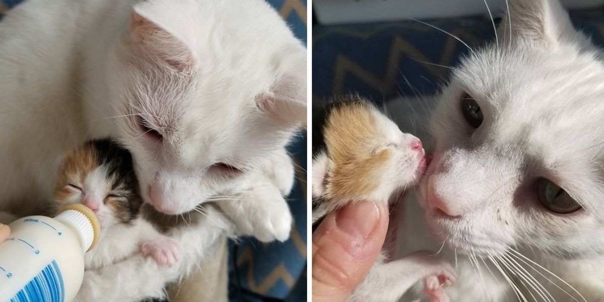 Cat Becomes Dad to Orphaned Kitten Who Lost Her Family, and Helps Save ...