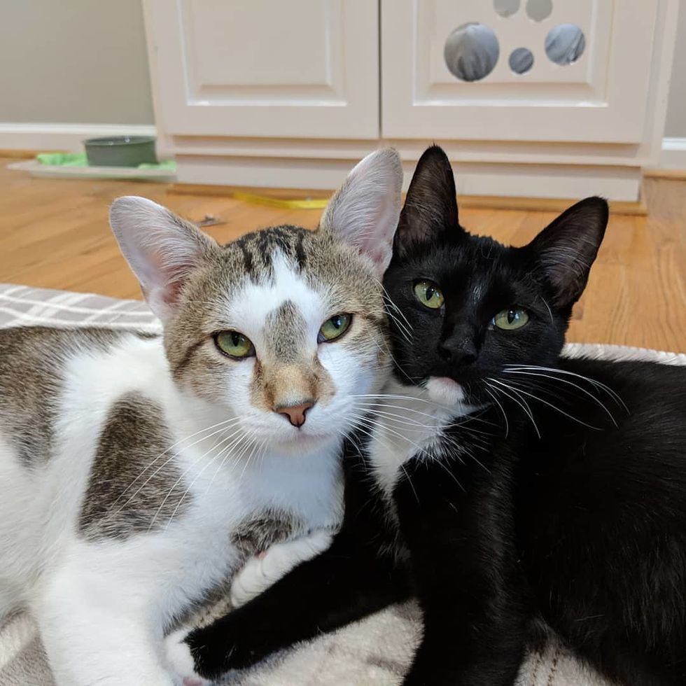 Rescued Cat Dad Stays By Mom's Side As Their Kittens Are Born Right ...
