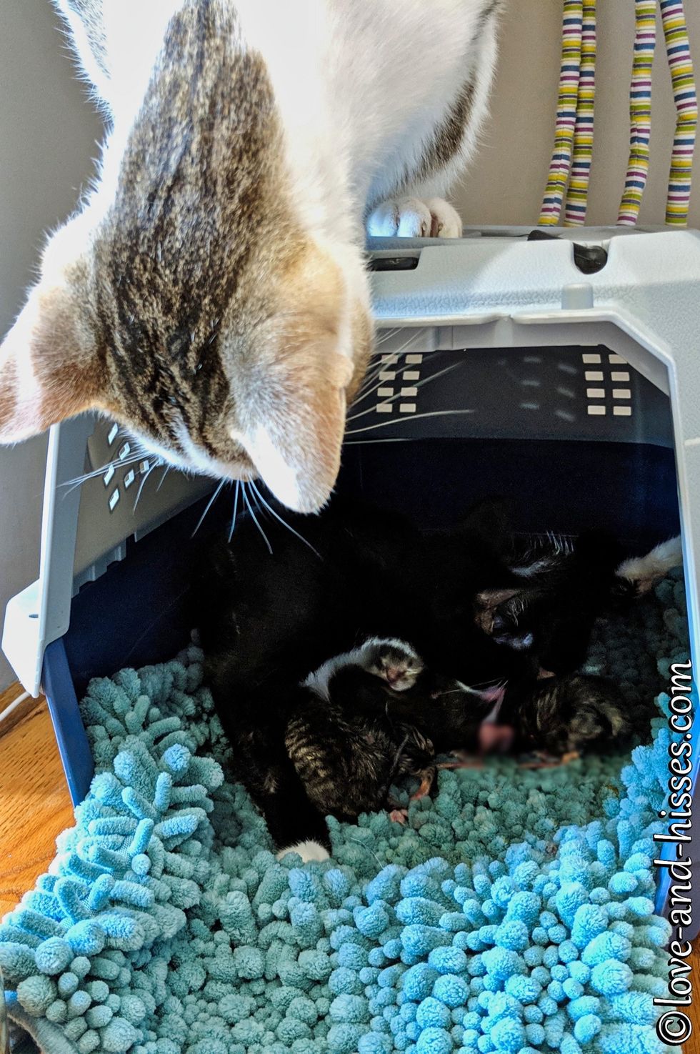 Rescued Cat Dad Stays By Mom's Side As Their Kittens Are Born Right ...