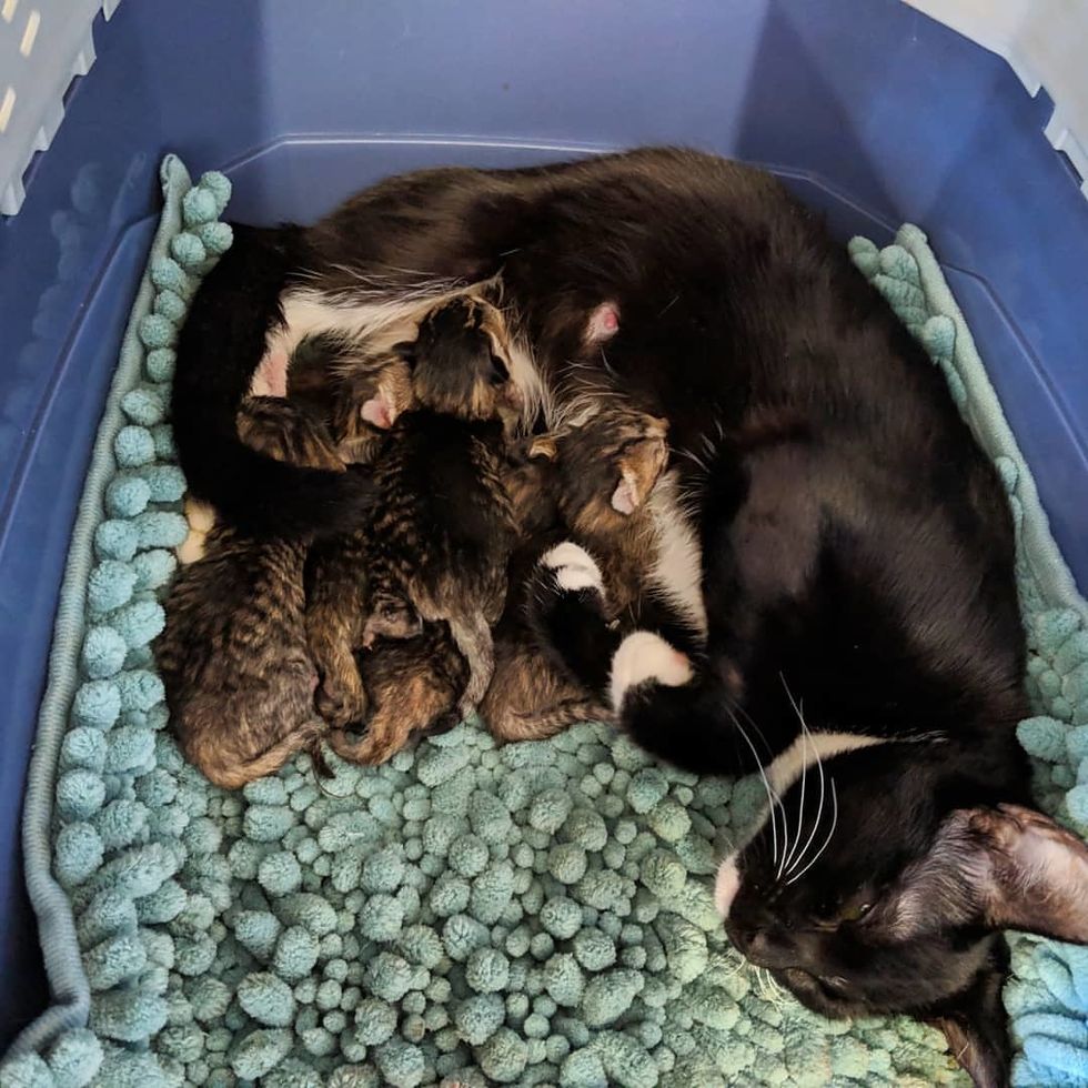 Rescued Cat Dad Stays By Mom's Side As Their Kittens Are Born Right ...