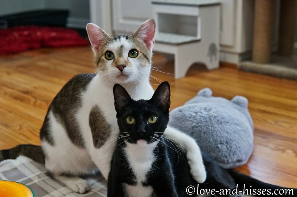 Rescued Cat Dad Stays By Mom's Side As Their Kittens Are Born Right ...