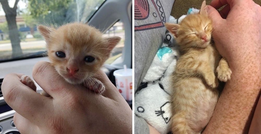 Woman Saves Kitten from Middle of Road When Others Just Keep Driving ...